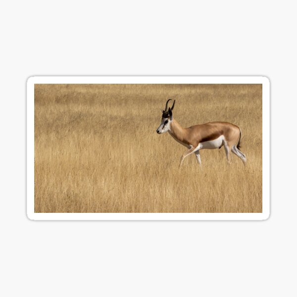 "Springbok walking." Sticker for Sale by sma1050 | Redbubble