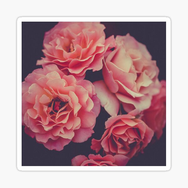 "Roses in the night garden " Sticker by peggieprints | Redbubble