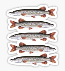 Muskie Stickers | Redbubble