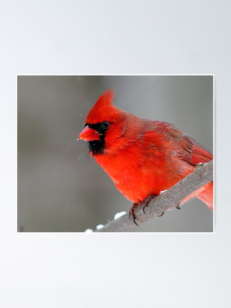 "Northern Cardinal" Poster for Sale by egdc211 | Redbubble