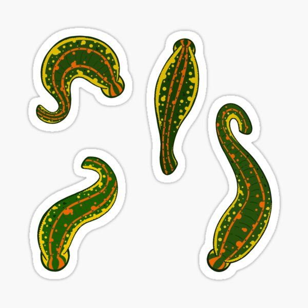 "Leeches Teaches" Sticker by Macbendigo | Redbubble