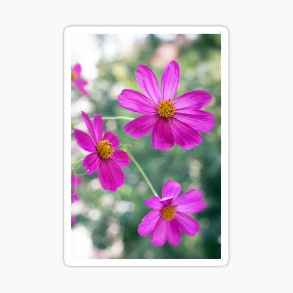 "Mexican Aster" Sticker by Kasia-D | Redbubble