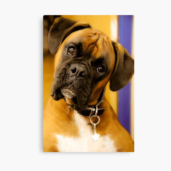 Boxer Dog Canvas Prints | Redbubble