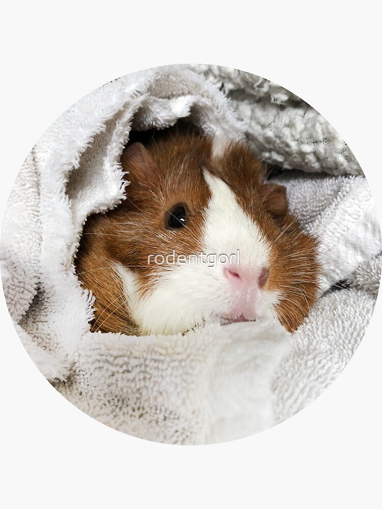 "Snug as a bug" Sticker for Sale by rodentgorl | Redbubble