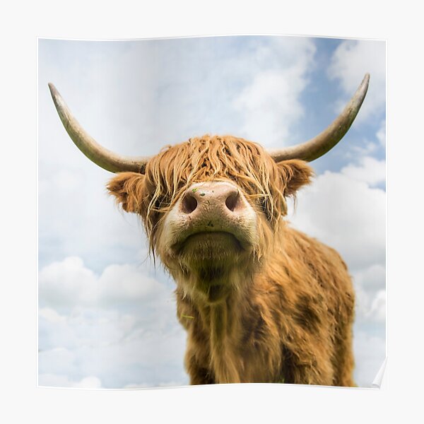 Cow Posters | Redbubble