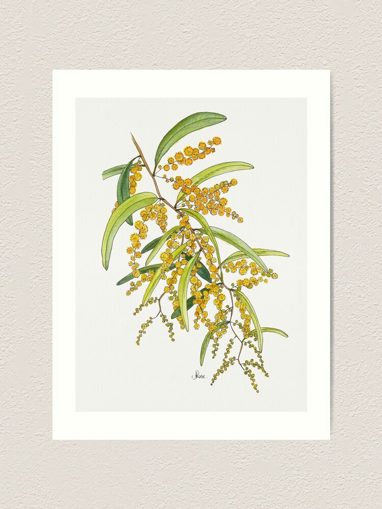 "Australian Wattle Flower, Illustration" Art Print for Sale by ...