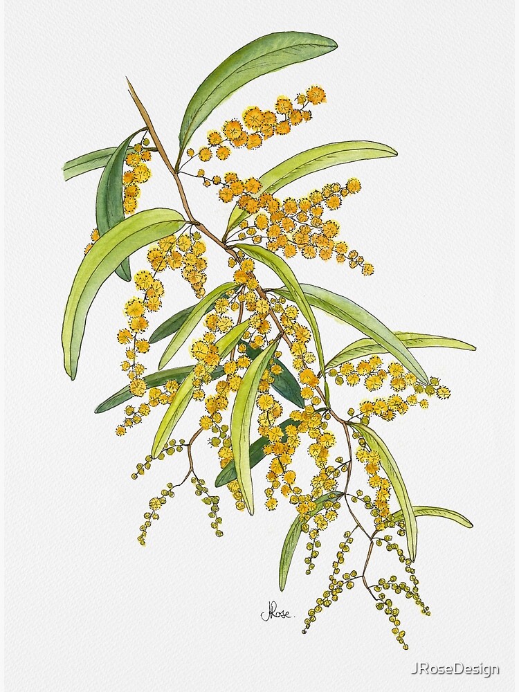 "Australian Wattle Flower, Illustration" Framed Art Print for Sale by ...
