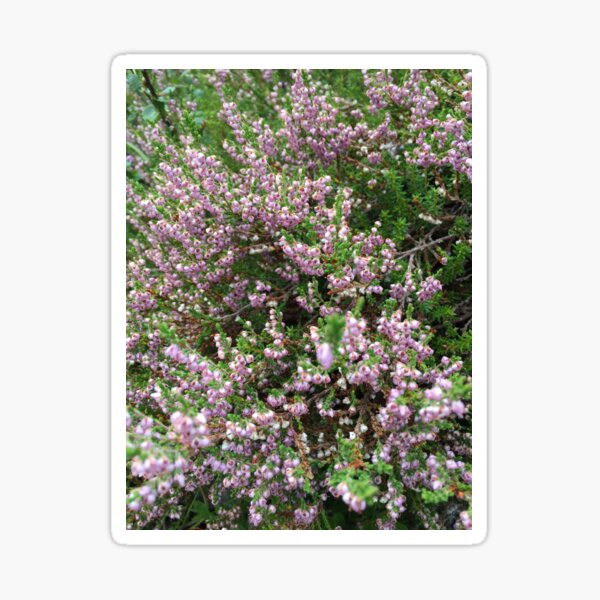 "Pretty heather plant" Sticker for Sale by SivKnutsen | Redbubble