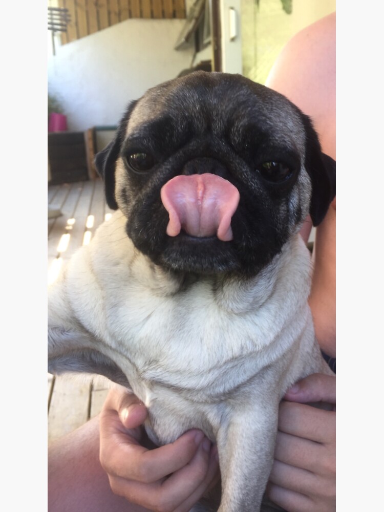 "Cute pug tongue out" Sticker for Sale by SivKnutsen | Redbubble