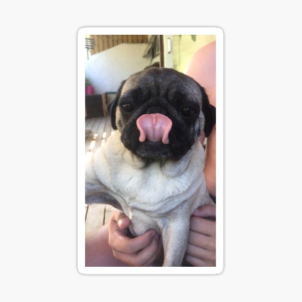 "Cute pug tongue out" Sticker for Sale by SivKnutsen | Redbubble