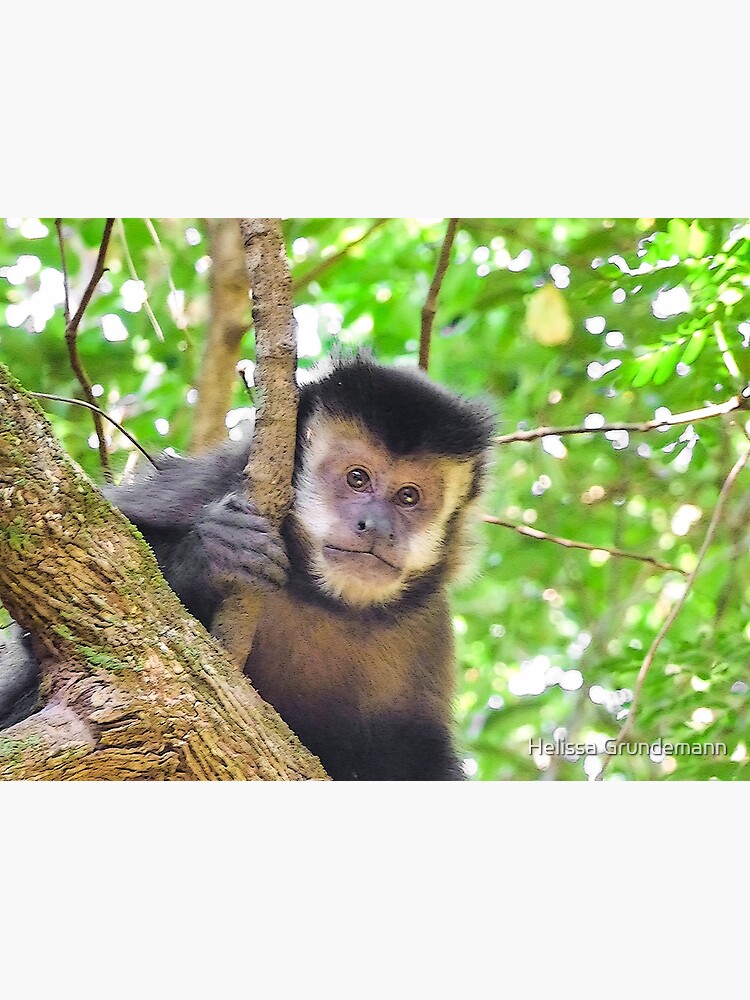 "Robust capuchin monkey" Art Print for Sale by helissag | Redbubble