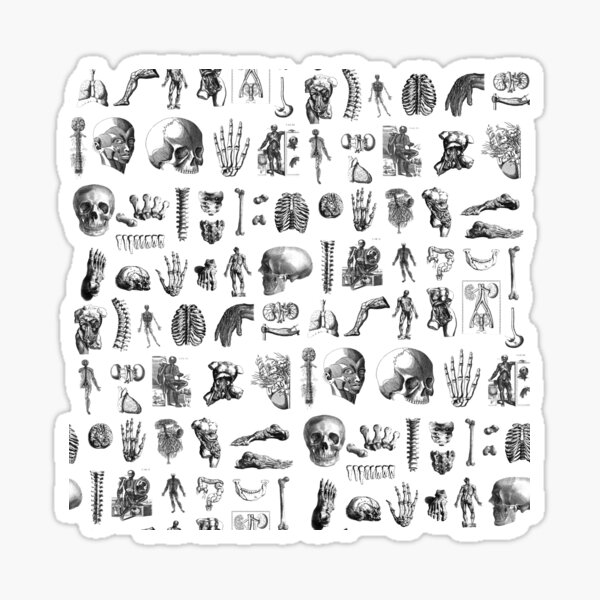 "Anatomy" Sticker for Sale by MandaMacabre | Redbubble