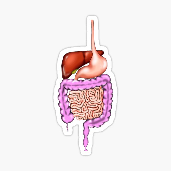 Digestion Stickers | Redbubble
