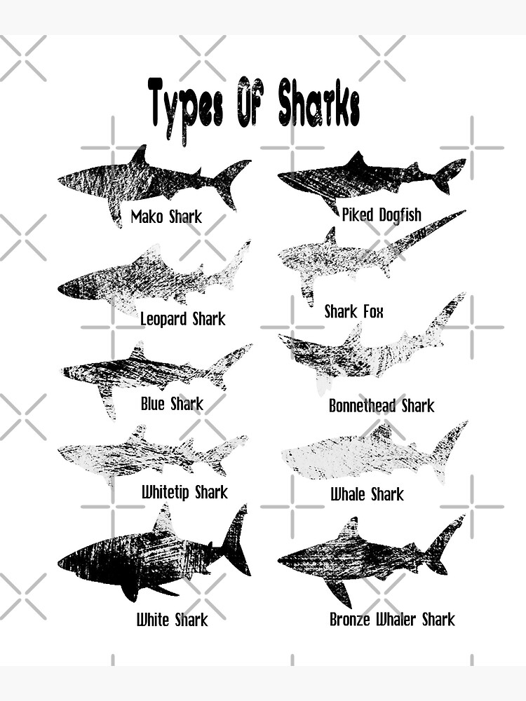Types of Sharks Premium Matte Vertical Poster sold by Chris Connolly ...