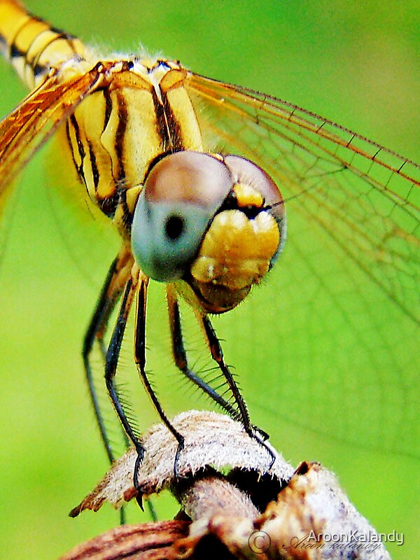 "Dragon macro" by AroonKalandy | Redbubble