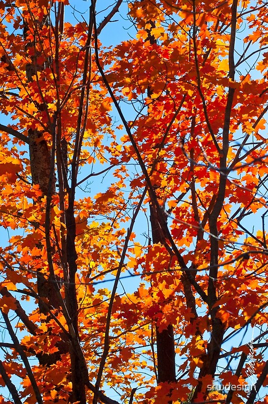 "Vermont Red Maples" by srwdesign | Redbubble