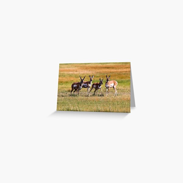 "Pronghorn Antelope" Greeting Card for Sale by Valentina Gatewood ...