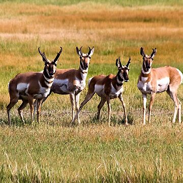 "Pronghorn Antelope" Postcard for Sale by Valentina Gatewood | Redbubble