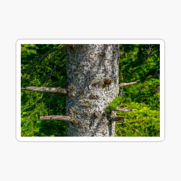 "Tree Trunk with Branch Stumps" Sticker by Radibor78 | Redbubble