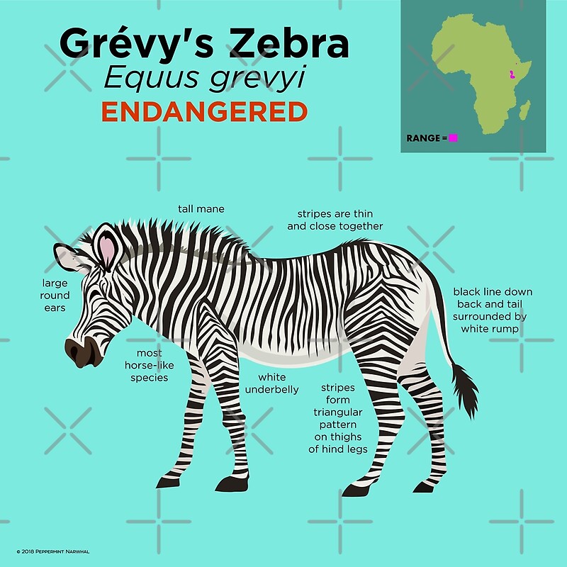 "Grévy's Zebra" by PepomintNarwhal | Redbubble