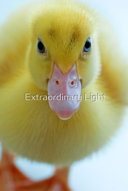 "Jarpi" by Extraordinary Light | Redbubble