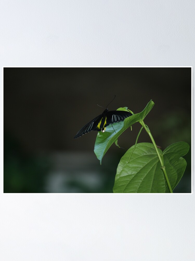 "Black butterfly" Poster by Riddick4x5 | Redbubble