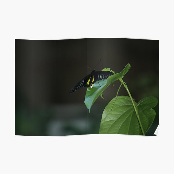 "Black butterfly" Poster by Riddick4x5 | Redbubble
