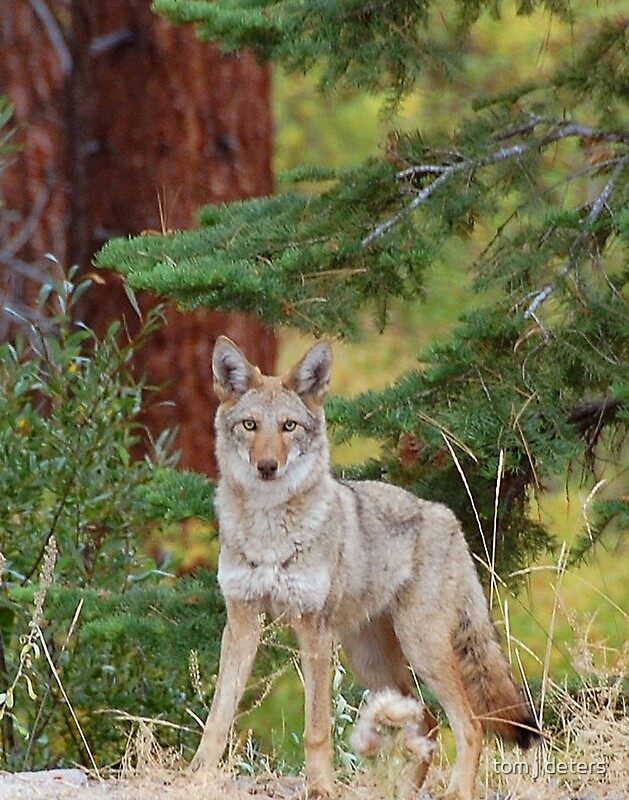 ""The Stare-down"" by Tom Deters | Redbubble