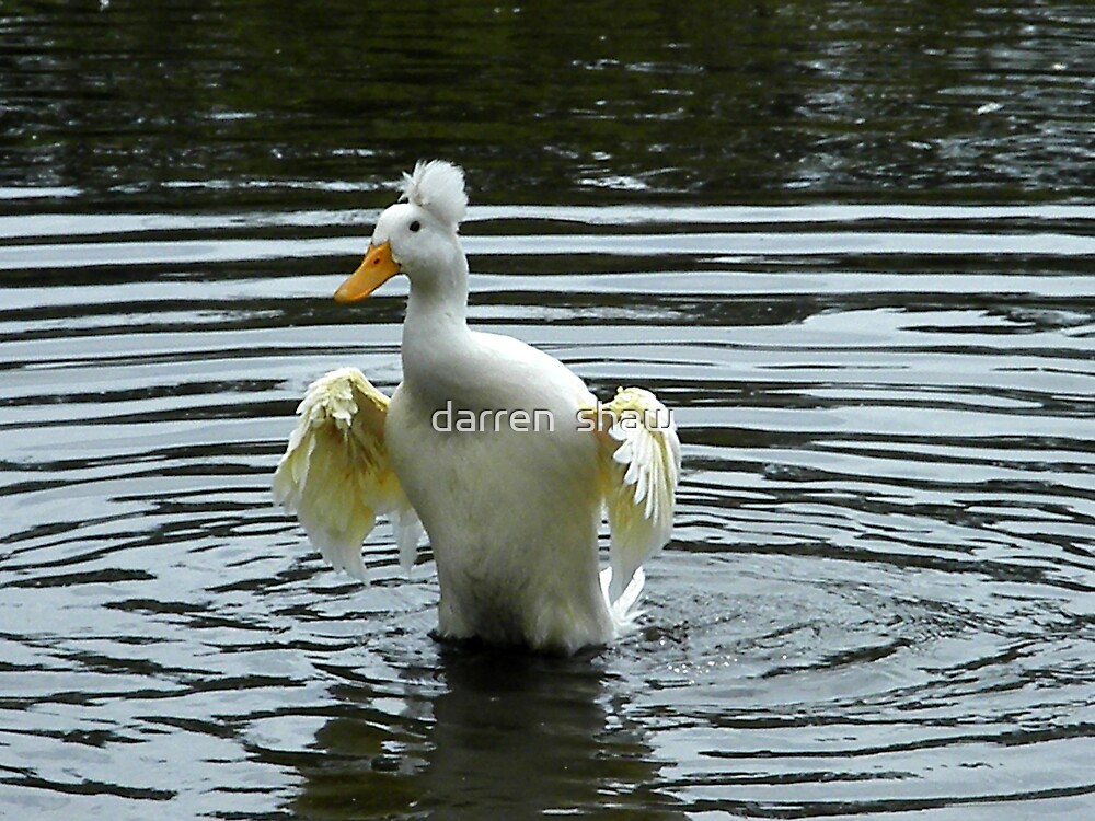 "silly duck" by darren shaw | Redbubble