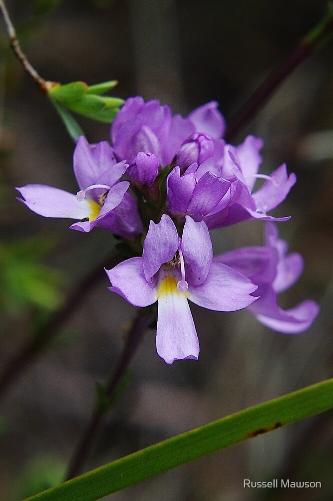"Euphrasia collina sub sp muelleri (Purple Eyebright)" by Russell ...