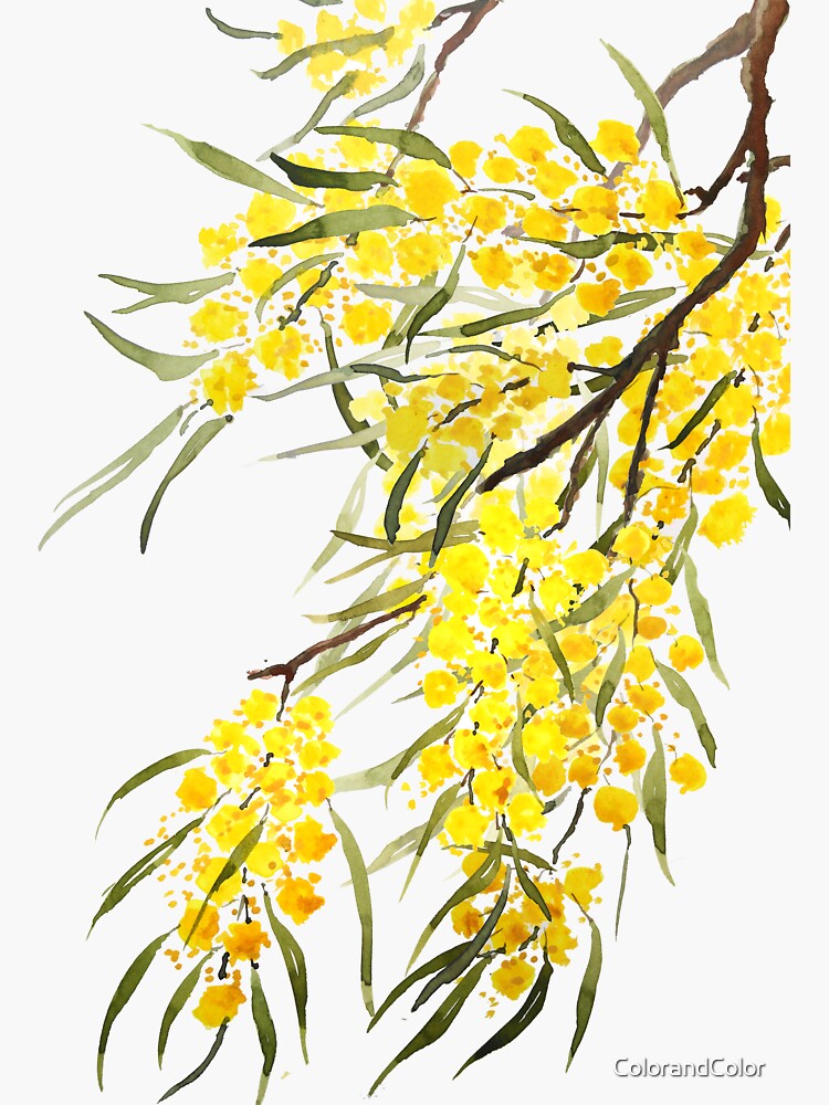 Golden Wattle Flower Watercolor Sticker For Sale By Colorandcolor