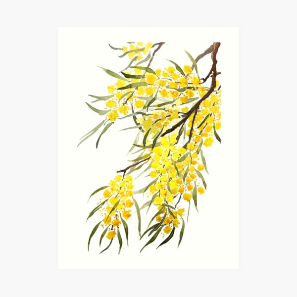 "golden wattle flower watercolor" Art Print by ColorandColor | Redbubble