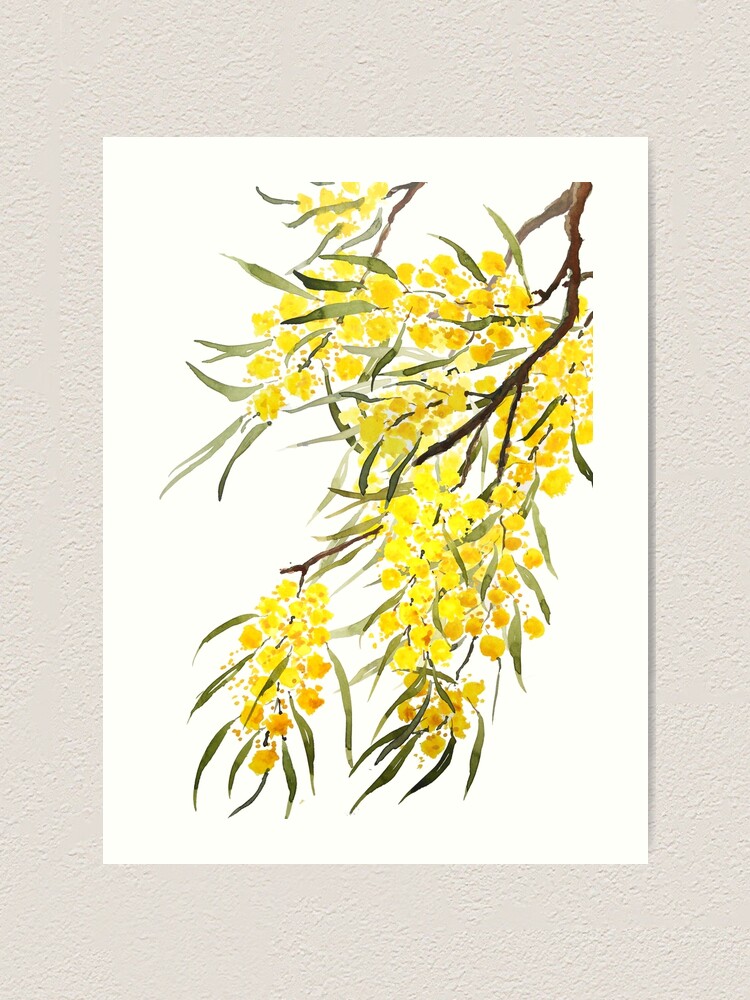 "golden wattle flower watercolor" Art Print by ColorandColor | Redbubble