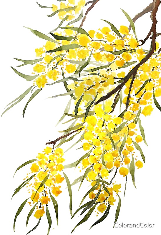 "golden wattle flower watercolor" by ColorandColor | Redbubble