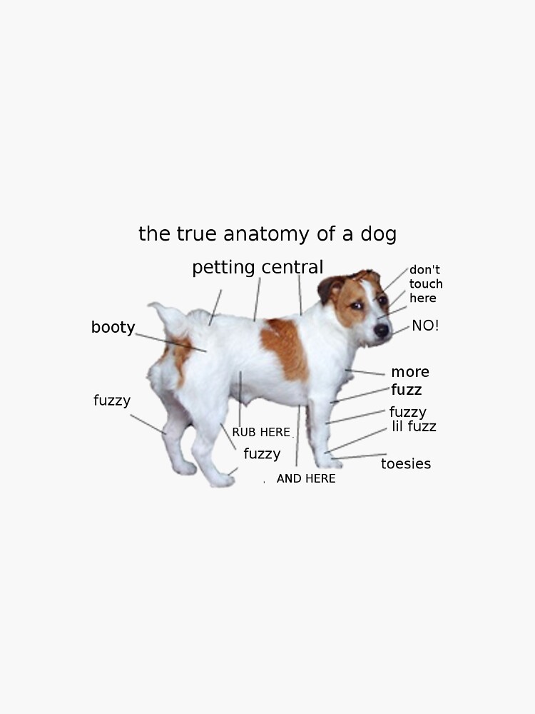 "DOGGO ANATOMY" Sticker for Sale by Rad Merch | Redbubble