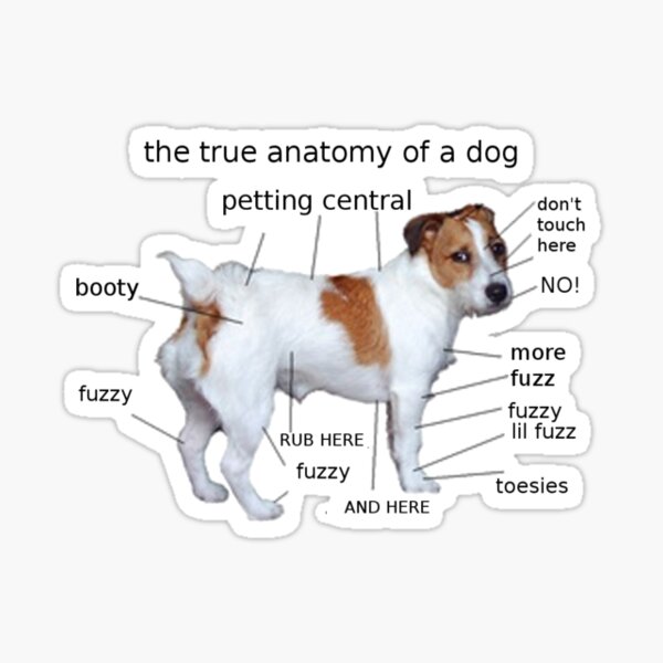 "DOGGO ANATOMY" Sticker for Sale by Rad Merch | Redbubble