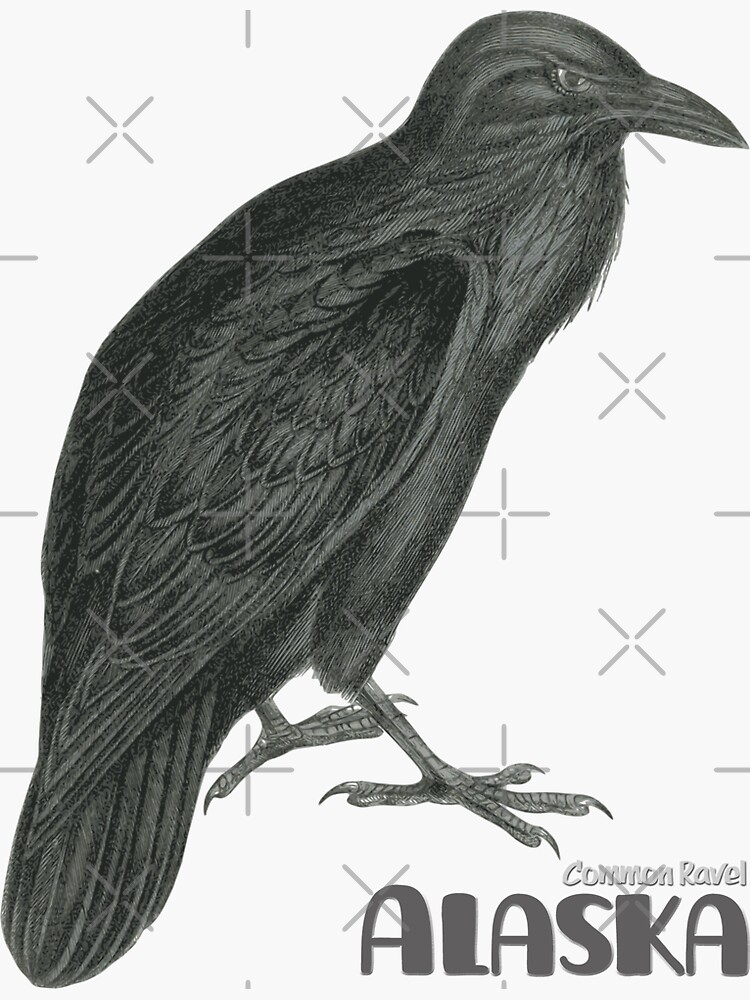 "Raven, Alaska" Sticker for Sale by AlaskaExtreme | Redbubble