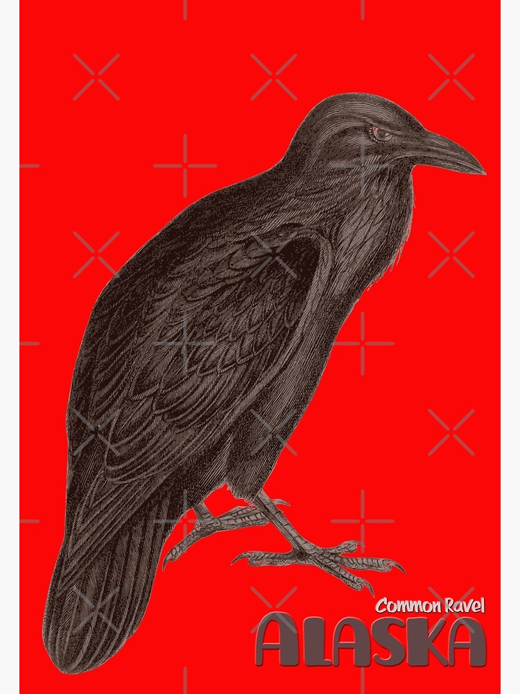 "Raven, Alaska" Poster by AlaskaExtreme | Redbubble