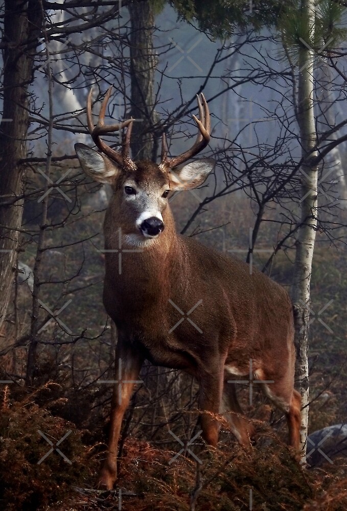 "Buck on ridge portrait - White-tailed Deer" by Jim Cumming | Redbubble