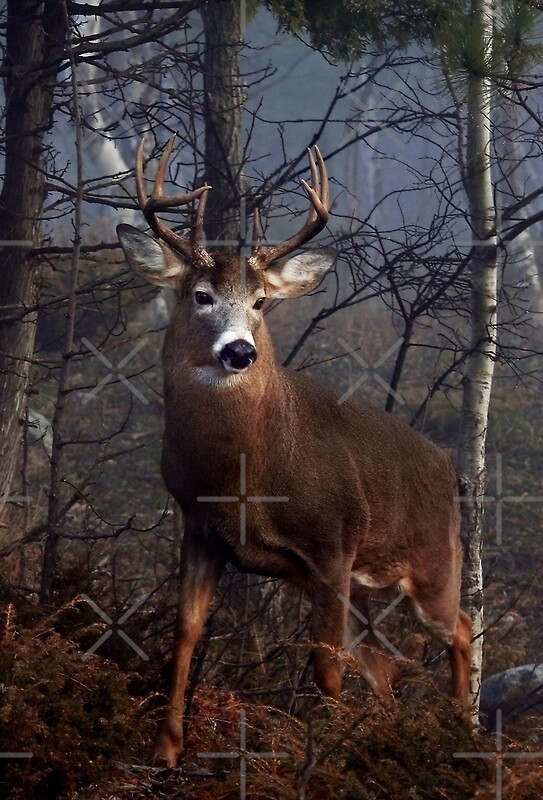 "Buck on ridge portrait - White-tailed Deer" by Jim Cumming | Redbubble
