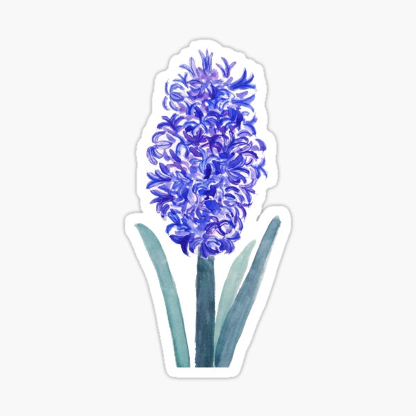 "Blue hyacinth watercolor " Sticker for Sale by ColorandColor | Redbubble