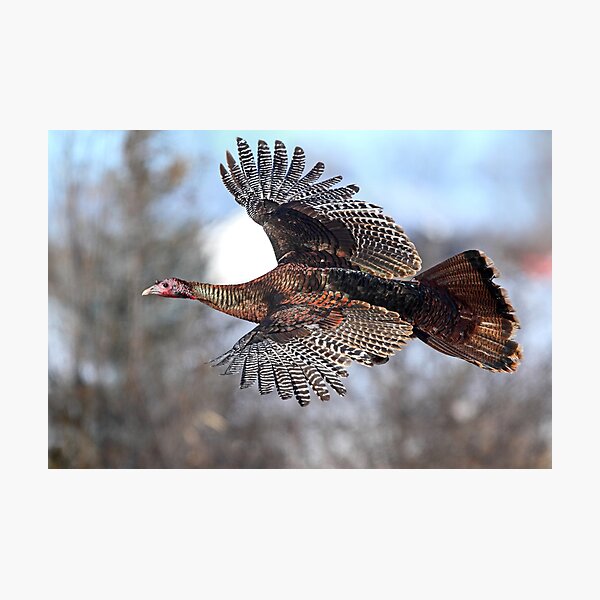 "Wild Turkey in flight" Photographic Print by darby8 | Redbubble