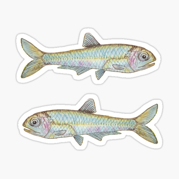 "Original Watercolor Illustration of an Anchovy Bait Fish" Sticker for ...