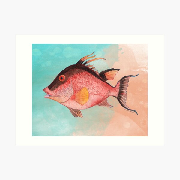 Hogfish Art Prints | Redbubble