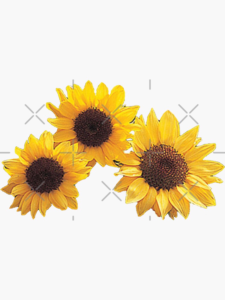"Sunflower Trio " Sticker by janewwu | Redbubble