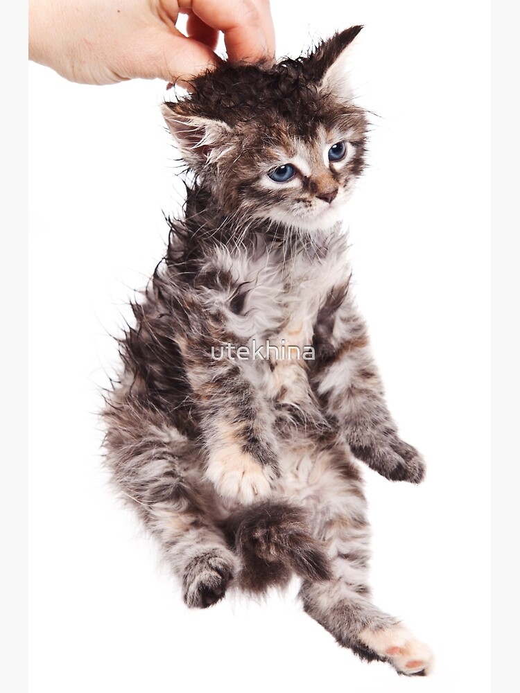 "kitten held by scruff" Art Print for Sale by utekhina | Redbubble