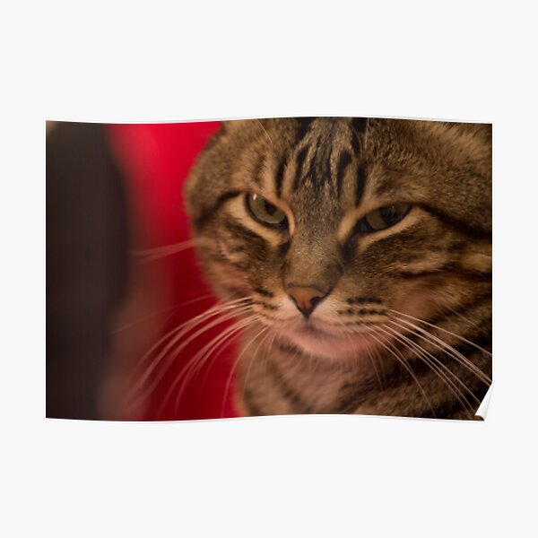 "Angry cat" Poster for Sale by GemaIbarra | Redbubble