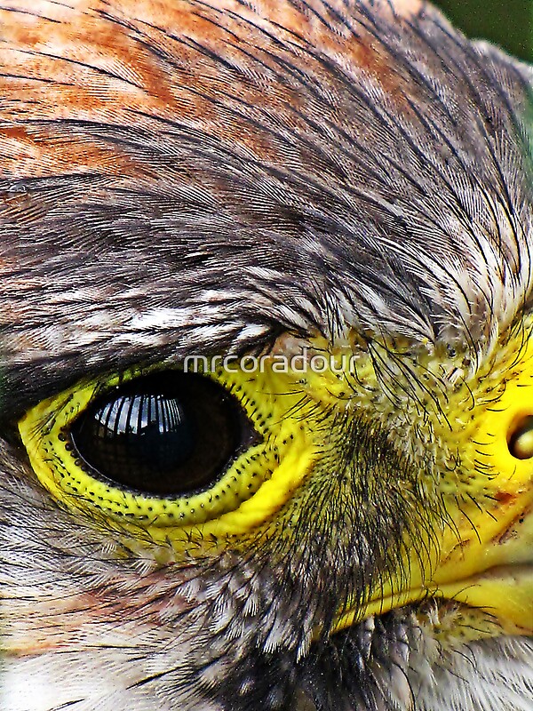 "" EYE of the Falcon"" by mrcoradour | Redbubble
