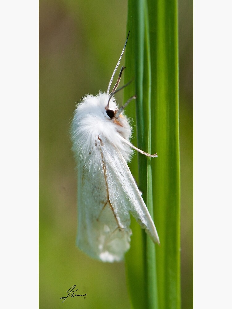 Yellow Wooly Bear Moth Moths Of North Carolina