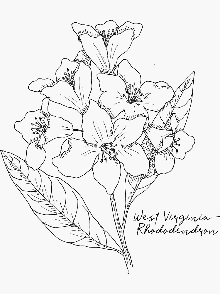 "West Virginia Rhododendron State Flower Illustration" Sticker for Sale ...
